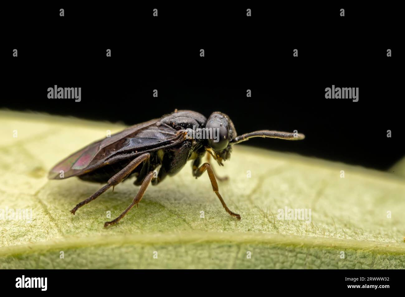 Bee insects inhabit wild plants Stock Photo - Alamy