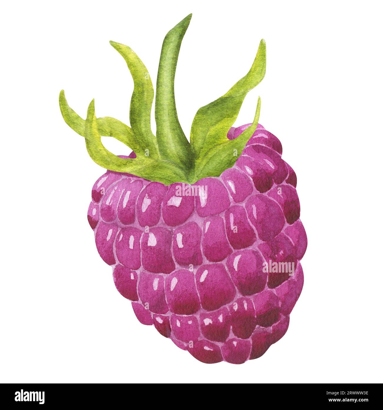 Red sweet raspberry, green leaves. Decor for sweets. Botanical food ...