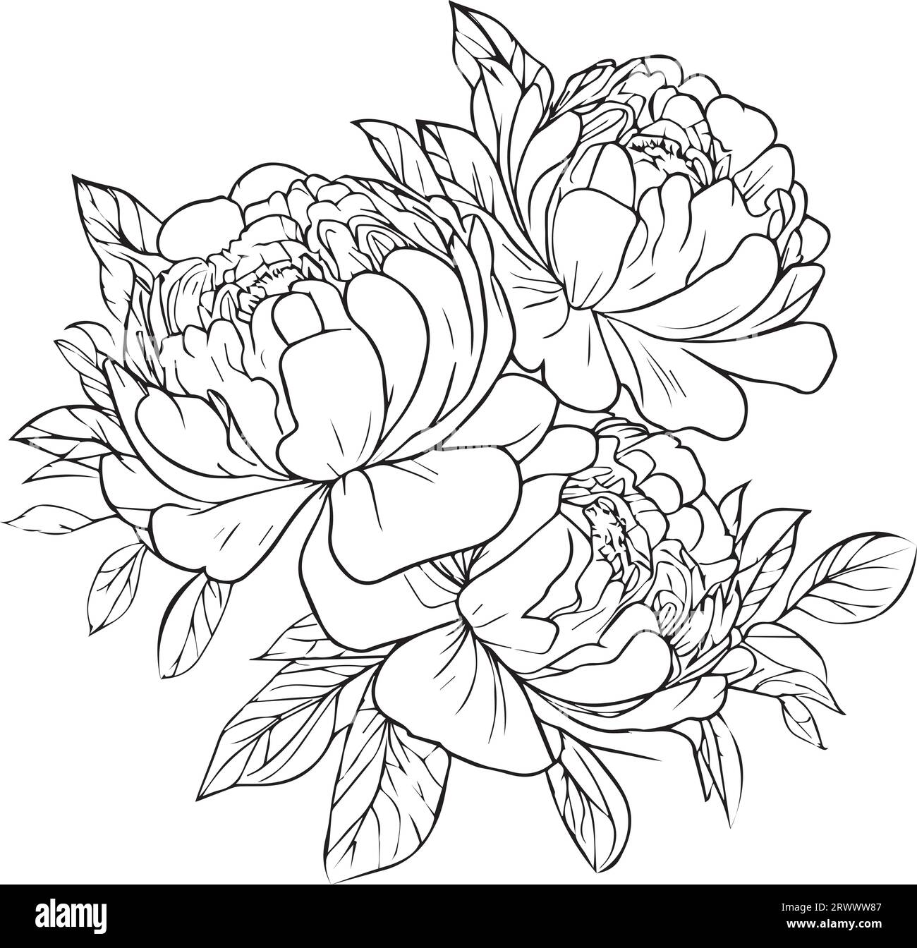 White Peony Clipart