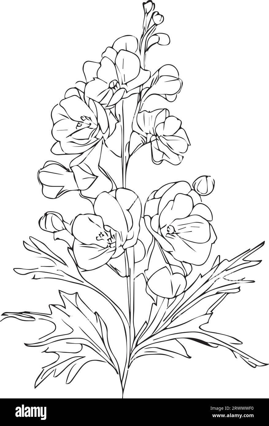 Delphinium line art Black and White Stock Photos & Images - Alamy