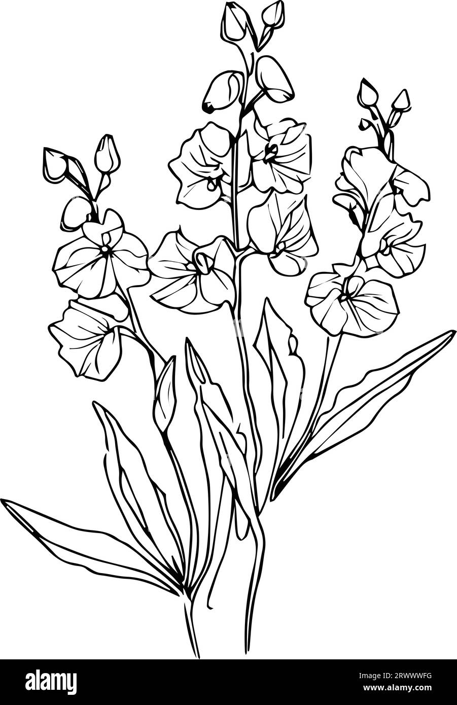 Delphinium line art Black and White Stock Photos & Images - Alamy