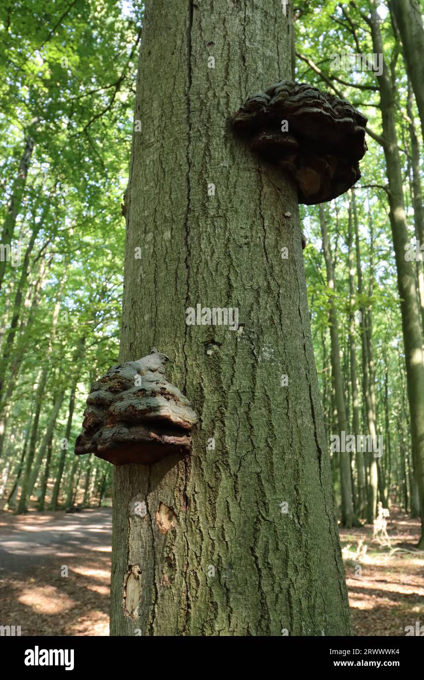 Tree knots hi-res stock photography and images - Alamy