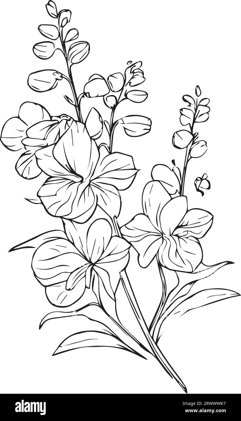Delphinium line art Black and White Stock Photos & Images - Alamy