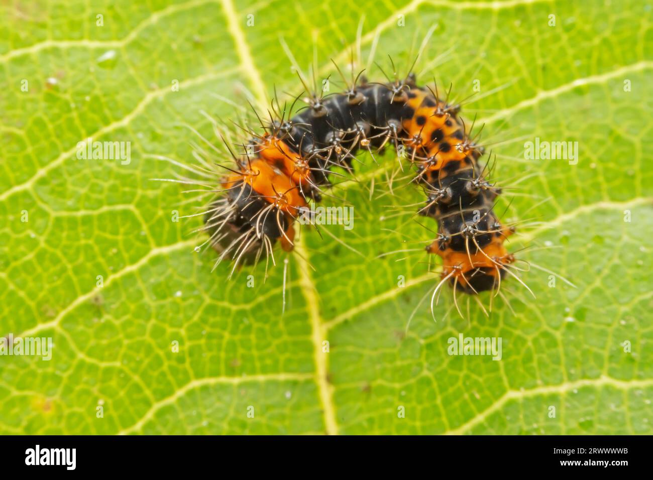 Lepidoptera larvae crawl on the leaves of wild plants for food Stock ...