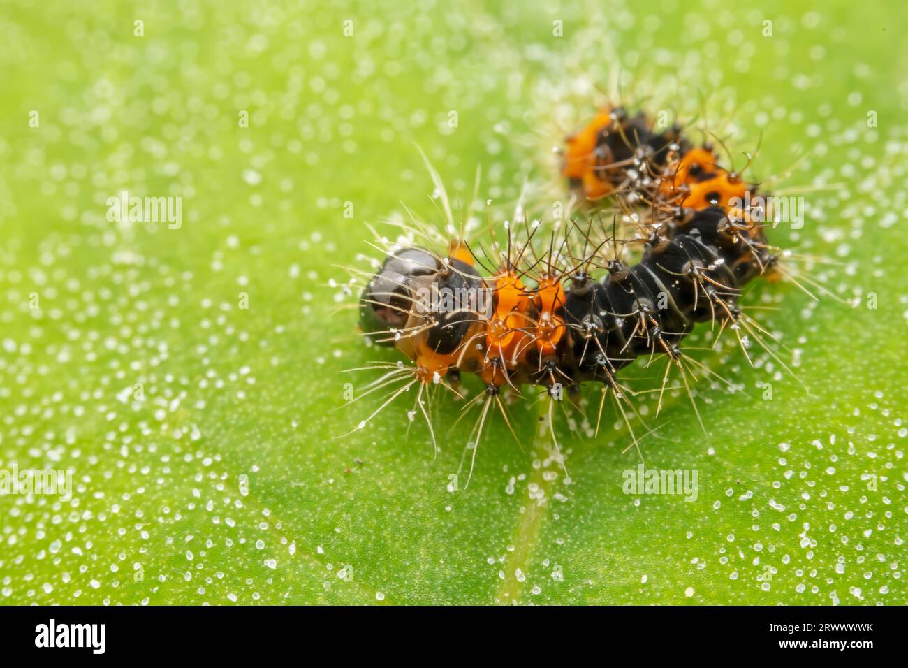 Lepidoptera larvae crawl on the leaves of wild plants for food Stock ...