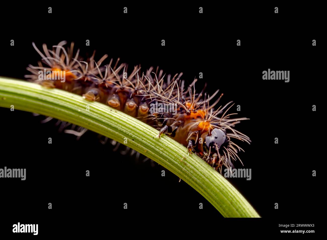 Lepidoptera larvae crawl on the leaves of wild plants for food Stock ...