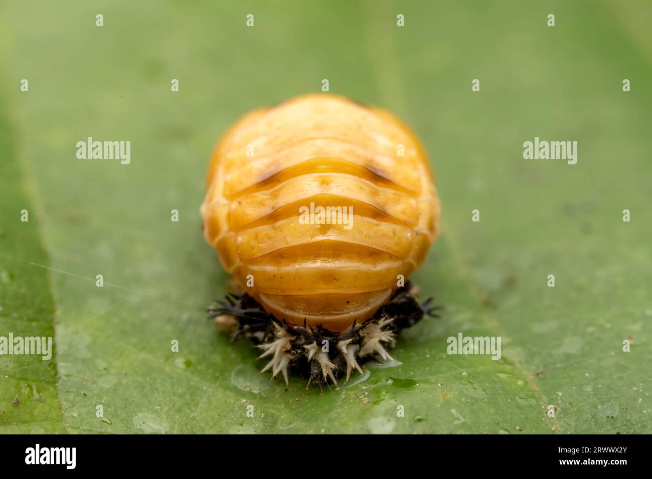 Ladybug pupae on wild plant leaves Stock Photo - Alamy