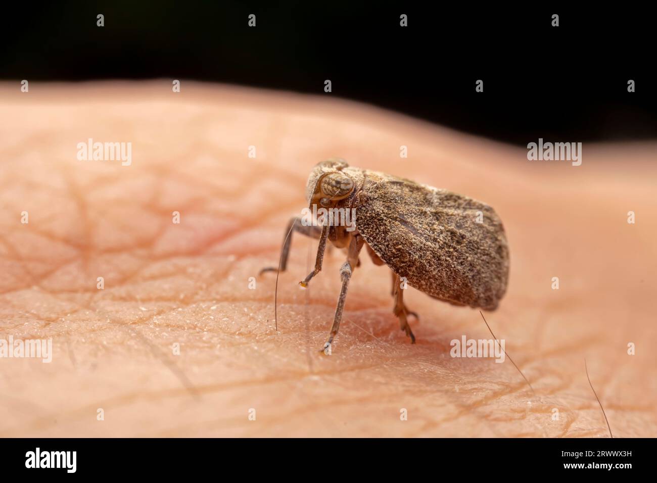 Ladybug wax cicada on human skin Stock Photo - Alamy