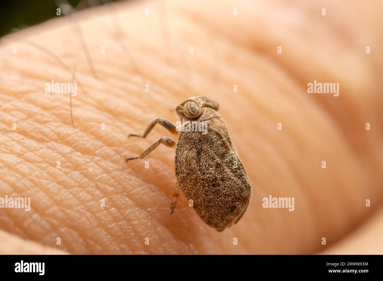 Ladybug wax cicada on human skin Stock Photo - Alamy
