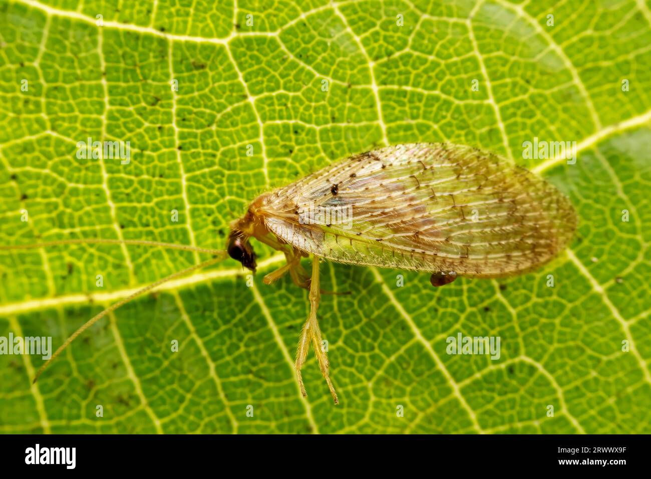 lacewing larvae inhabiting on the leaves of wild plants Stock Photo - Alamy
