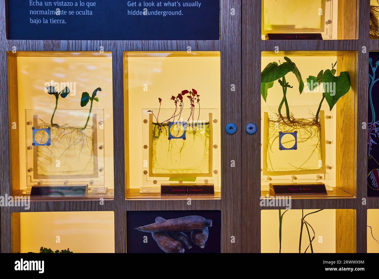 Different plants on display inside clear containers so roots are ...