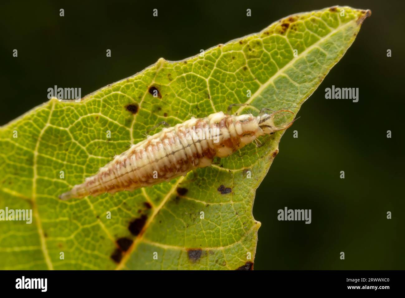 Lacewing larvae hi-res stock photography and images - Alamy