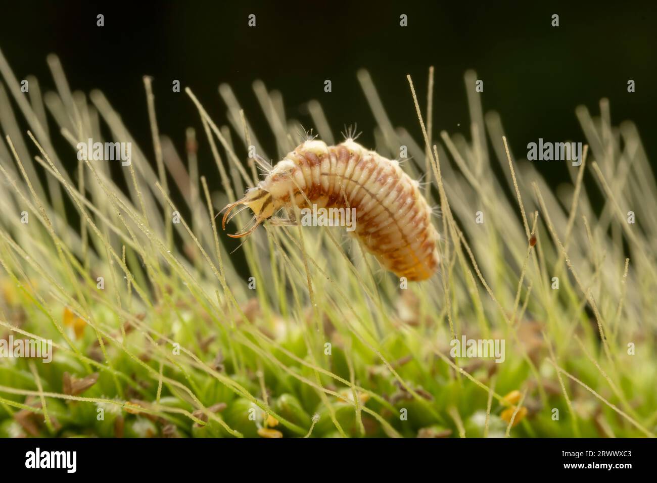 lacewing larvae inhabiting on the leaves of wild plants Stock Photo - Alamy