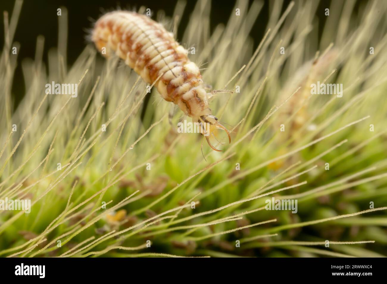 lacewing larvae inhabiting on the leaves of wild plants Stock Photo - Alamy