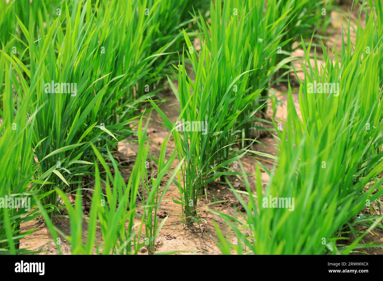 Dry direct seeding of rice seedlings in the fields, North China Stock ...