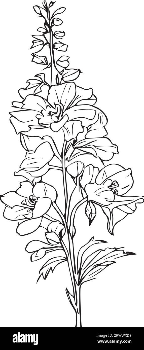 Delphinium line art Black and White Stock Photos & Images - Alamy