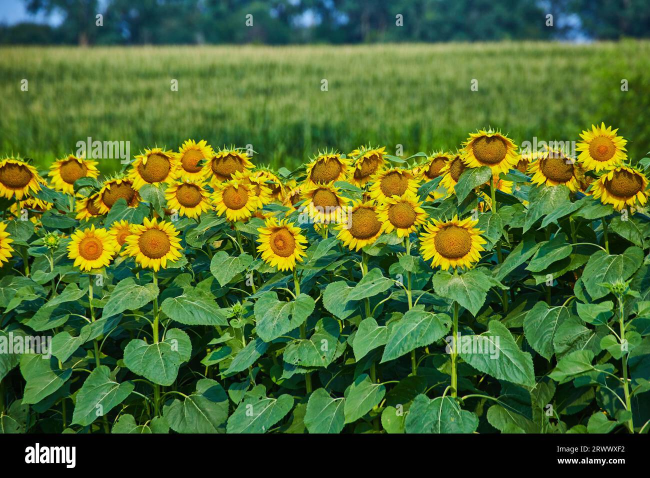 Rows of sunflowers with giant yellow petals and blurry cornfield in ...