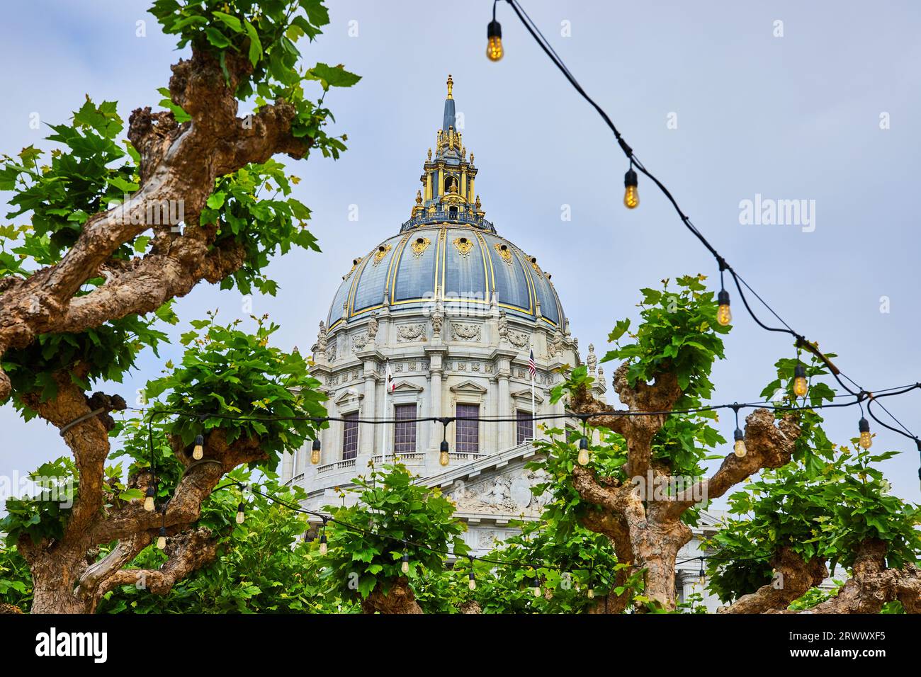 Rows of oak trees with strings of lights and looming city hall in ...