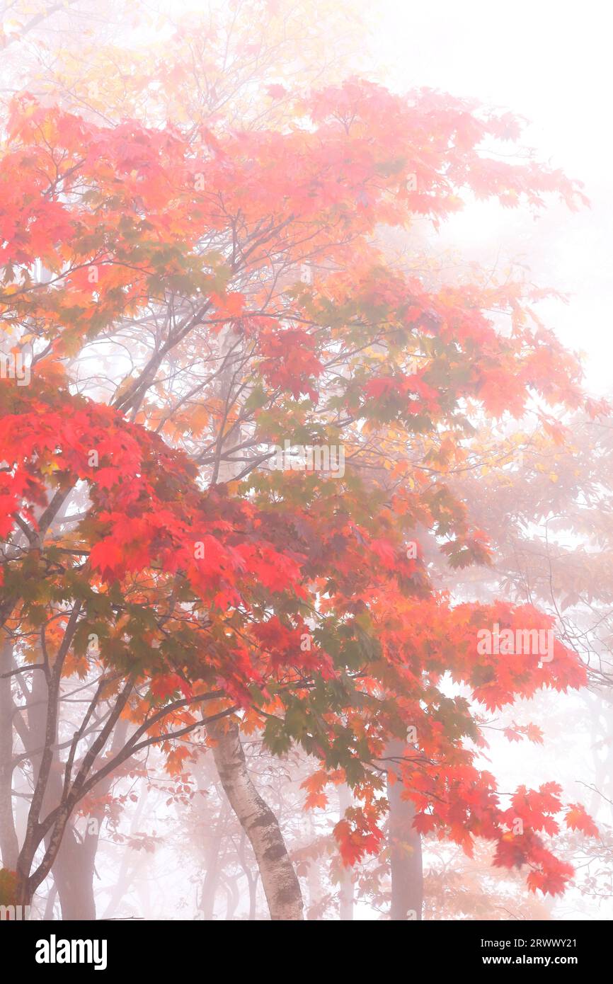 Maple leaves and fog Stock Photo - Alamy