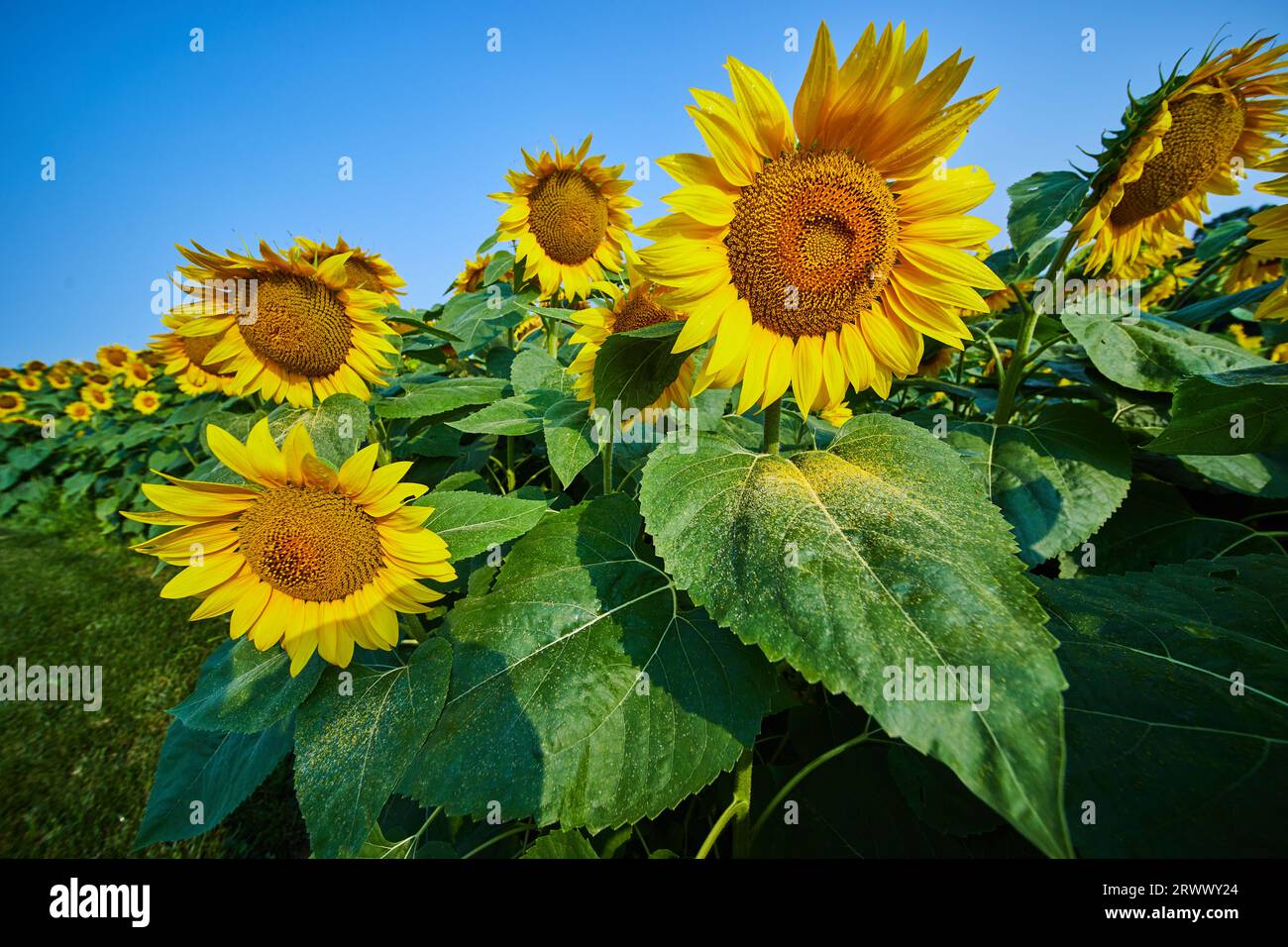 Pollen on plant leaf with bee pollinating center of sunflower in field ...