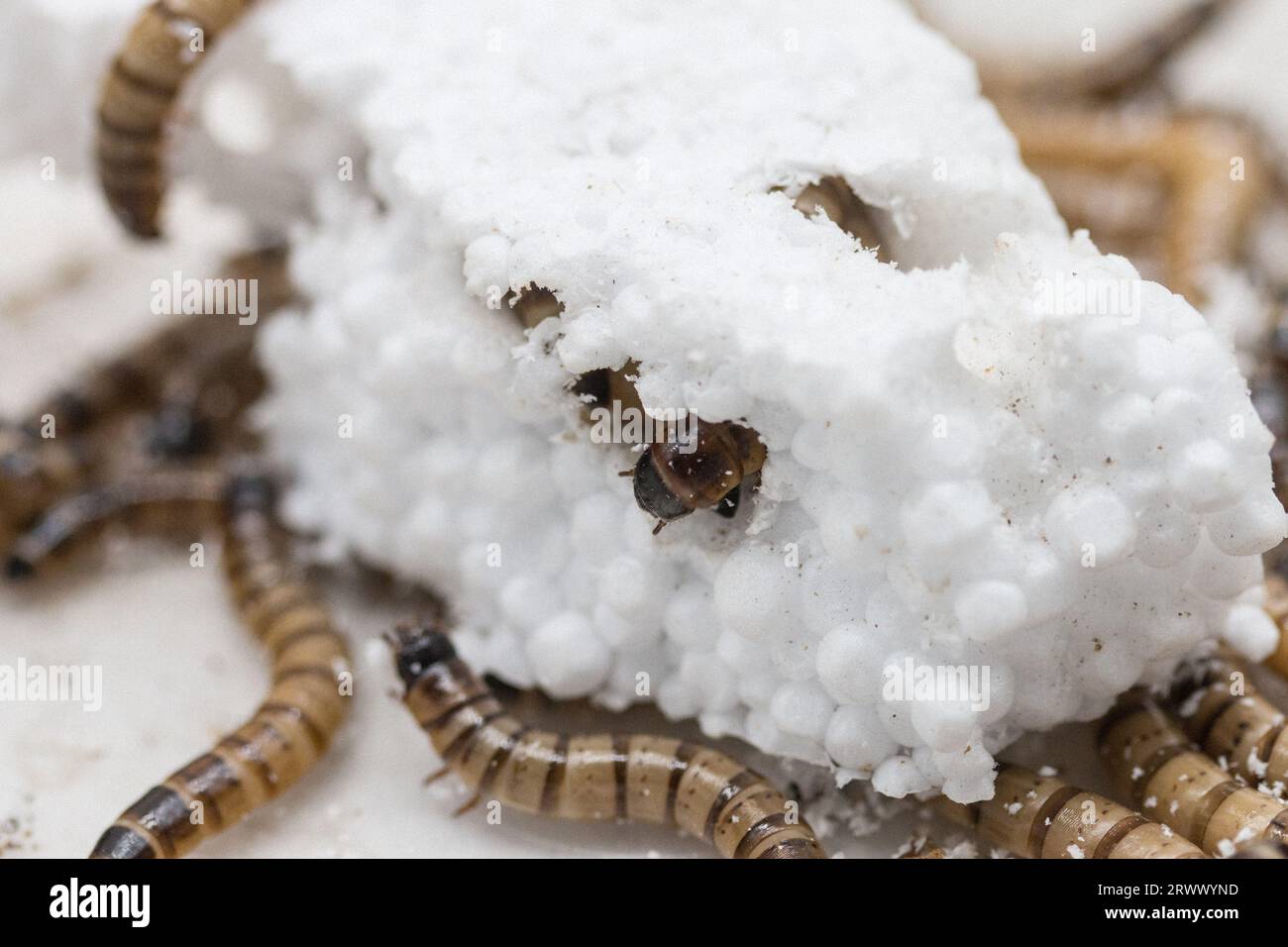 Giant mealworms hi-res stock photography and images - Alamy