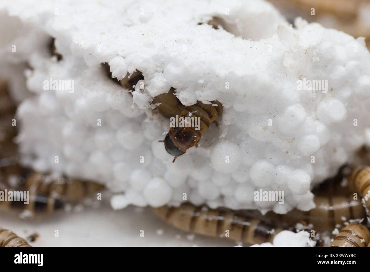 Giant mealworms hi-res stock photography and images - Alamy