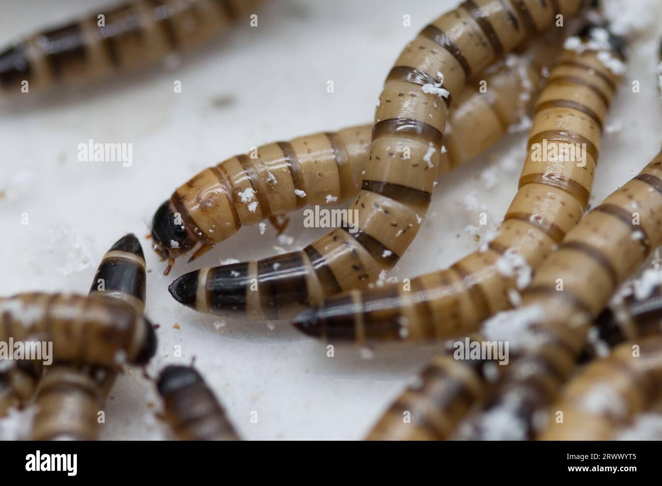 Giant Mealworms, also known as Morios, feeding on polystyrene. They can ...