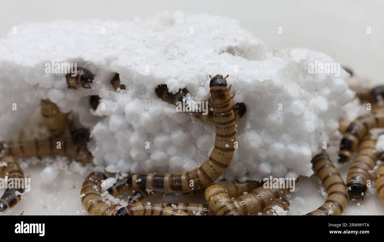 Giant mealworms hi-res stock photography and images - Alamy