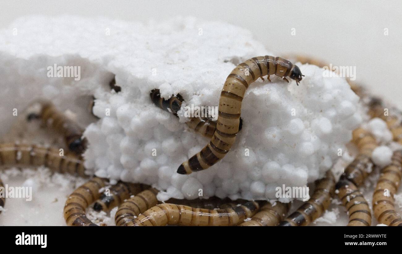 Giant mealworms hi-res stock photography and images - Alamy
