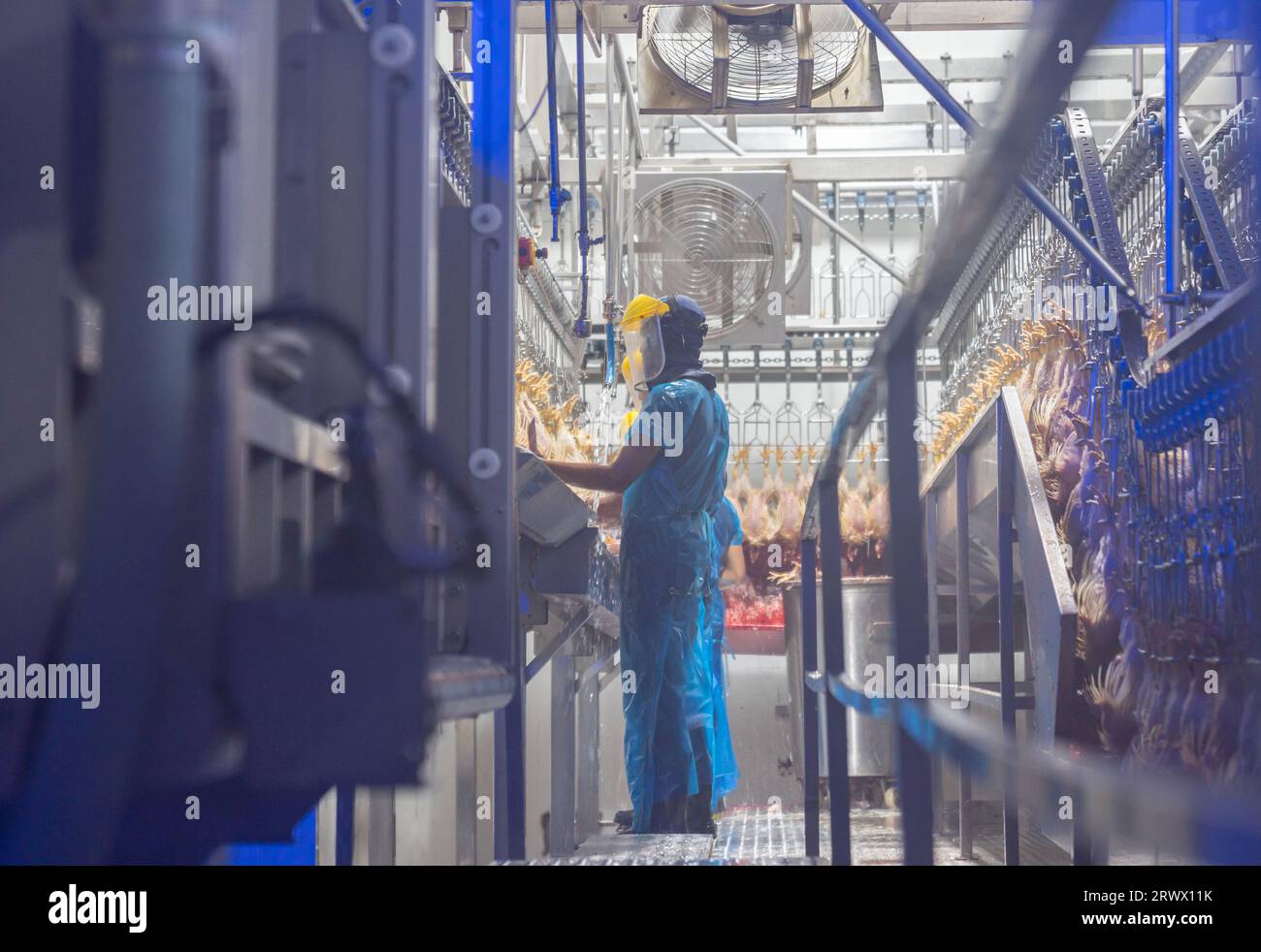 Slaughter for chickens raised for meat in the poultry factory Stock ...