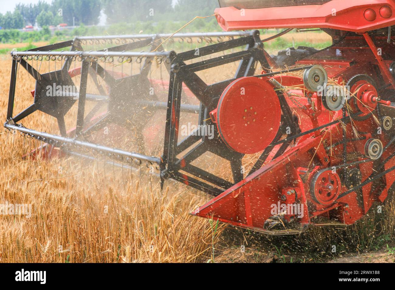 Harvesting wheat in operation in the fields Stock Photo - Alamy