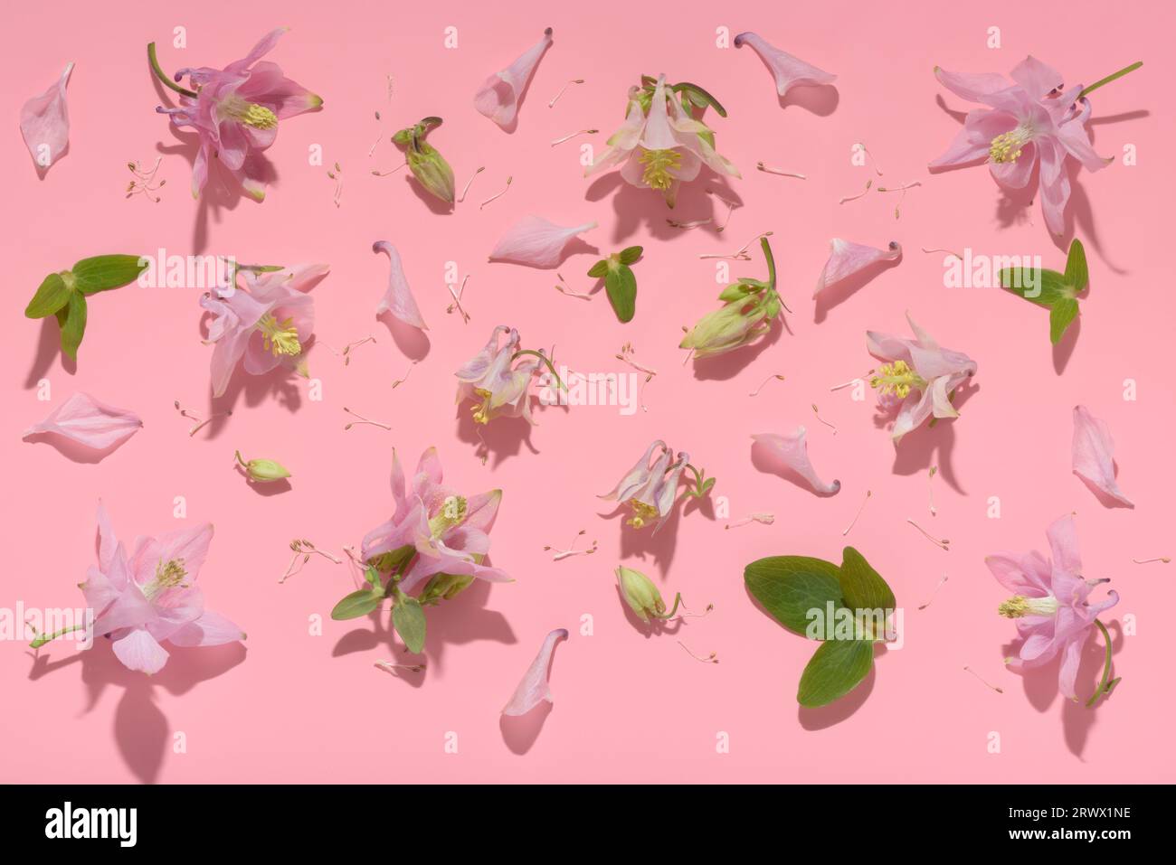 flat lay spring abstract flowers background of columbine flower with ...