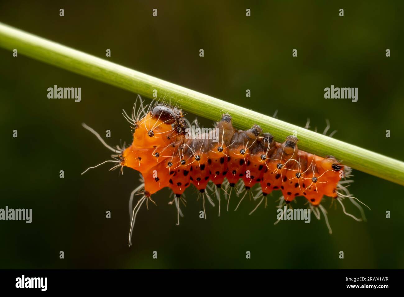 Silkworm moth larvae inhabiting on the leaves of wild plants Stock ...