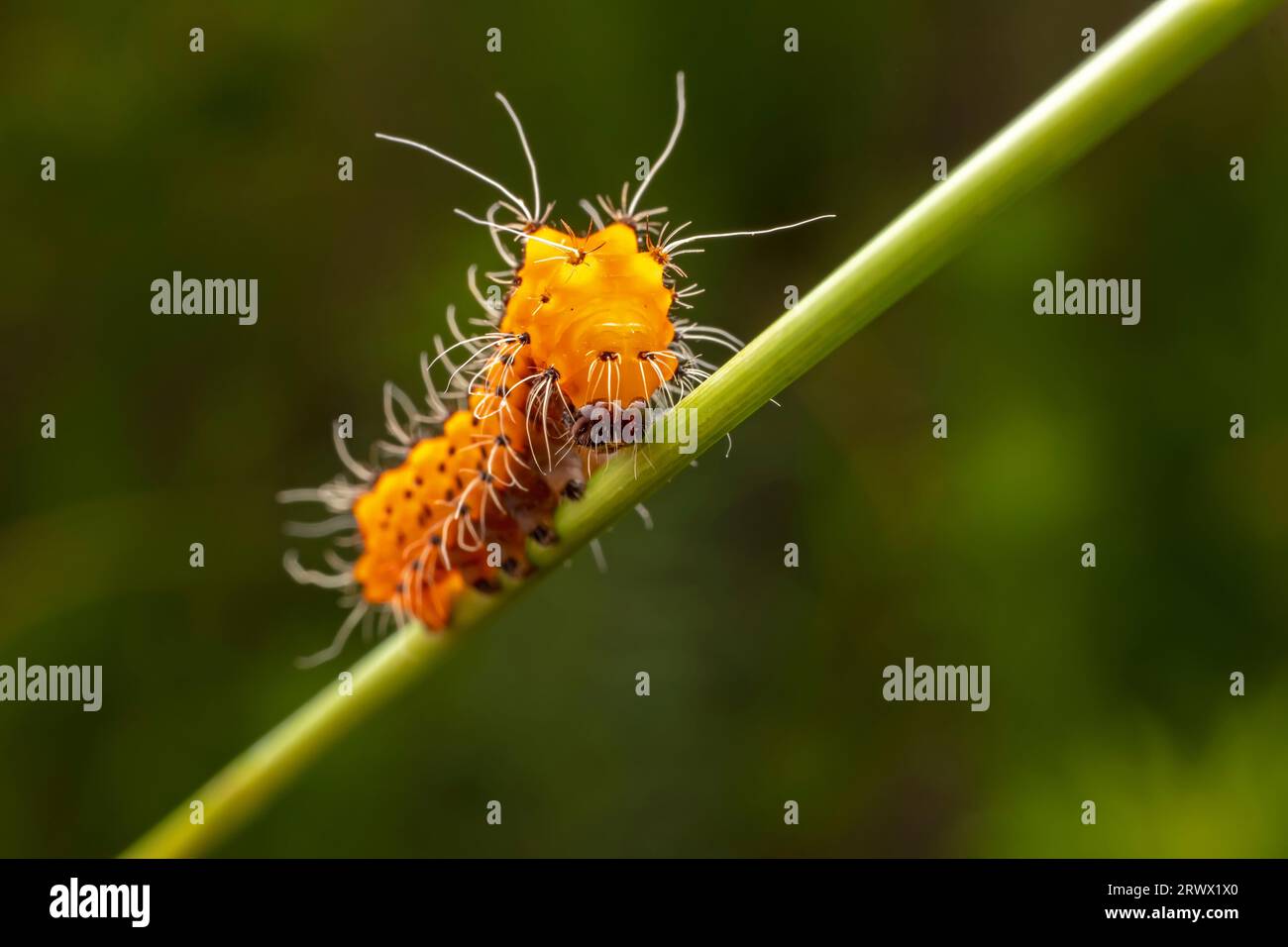 Silkworm moth larvae inhabiting on the leaves of wild plants Stock ...