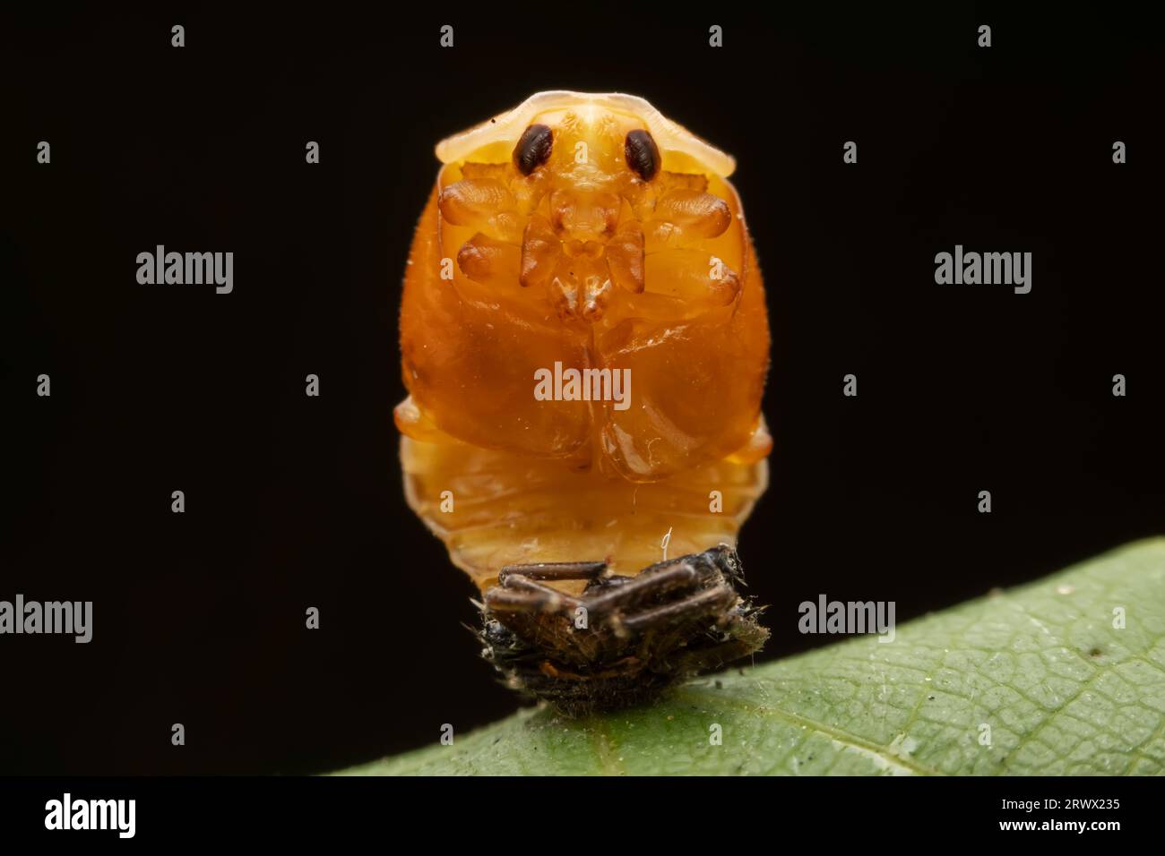 Ladybug pupae on wild plant leaves Stock Photo - Alamy