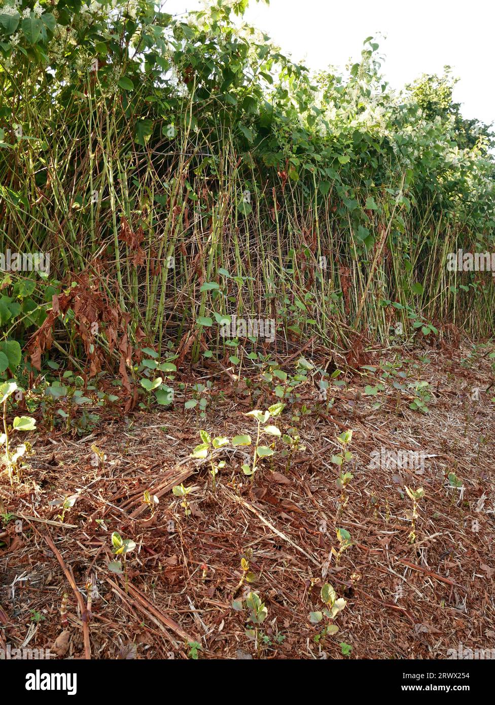 Invasive knotweed hi-res stock photography and images - Alamy