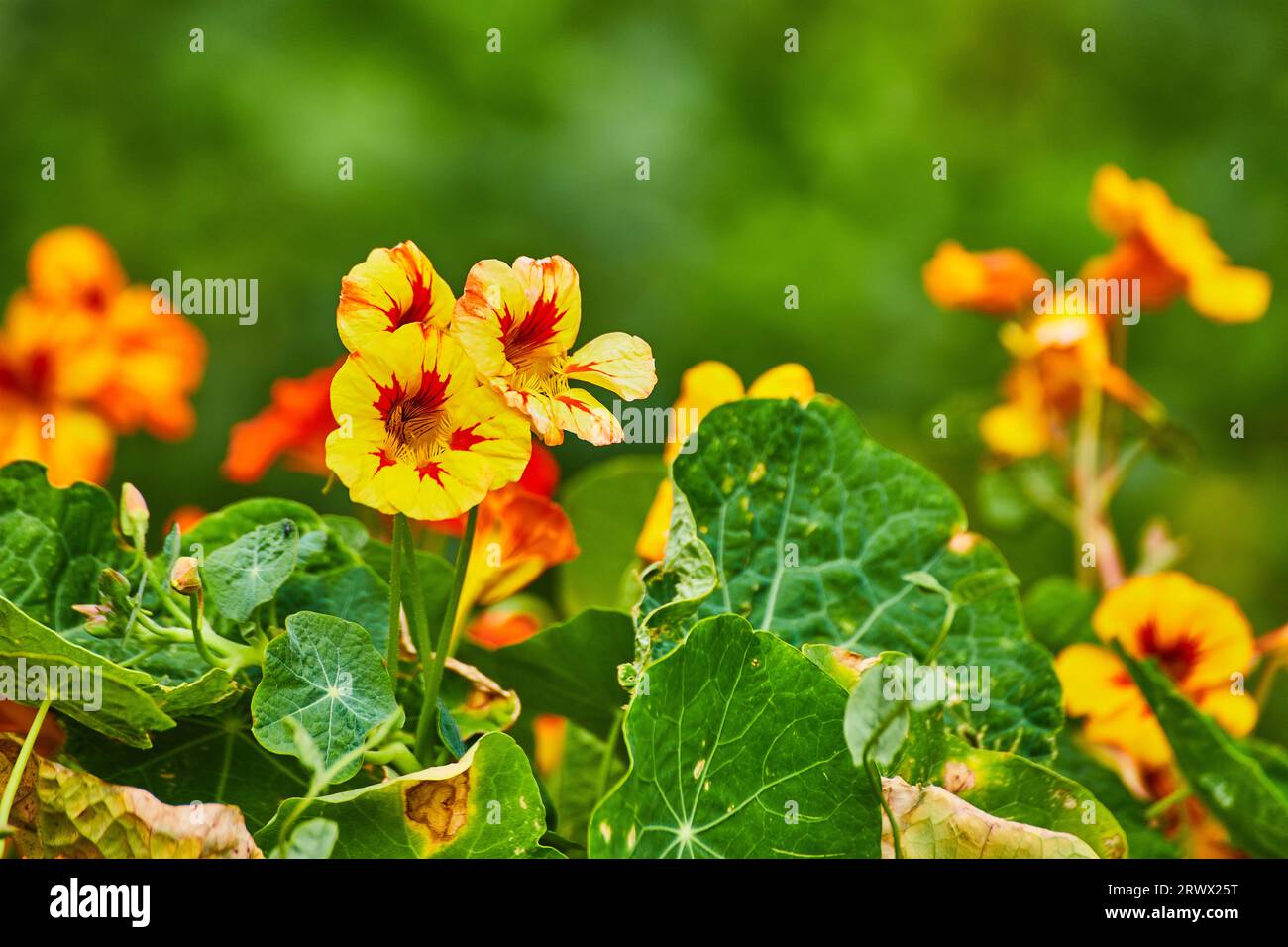 Yellow morning glory flowers with red bursts of color on petals close ...