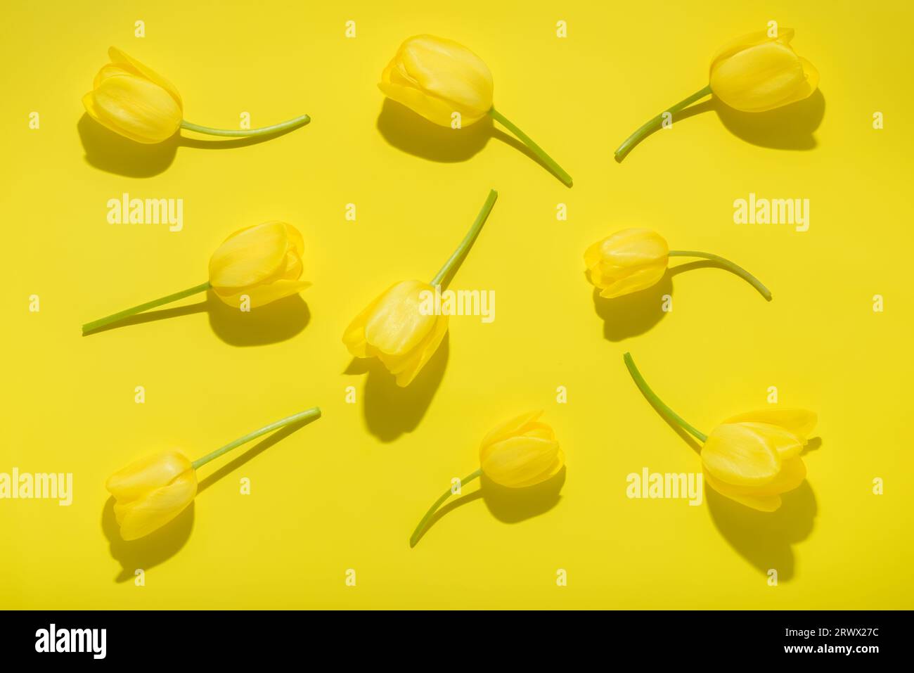 flat lay spring abstract flowers background of yellow tulips flower ...