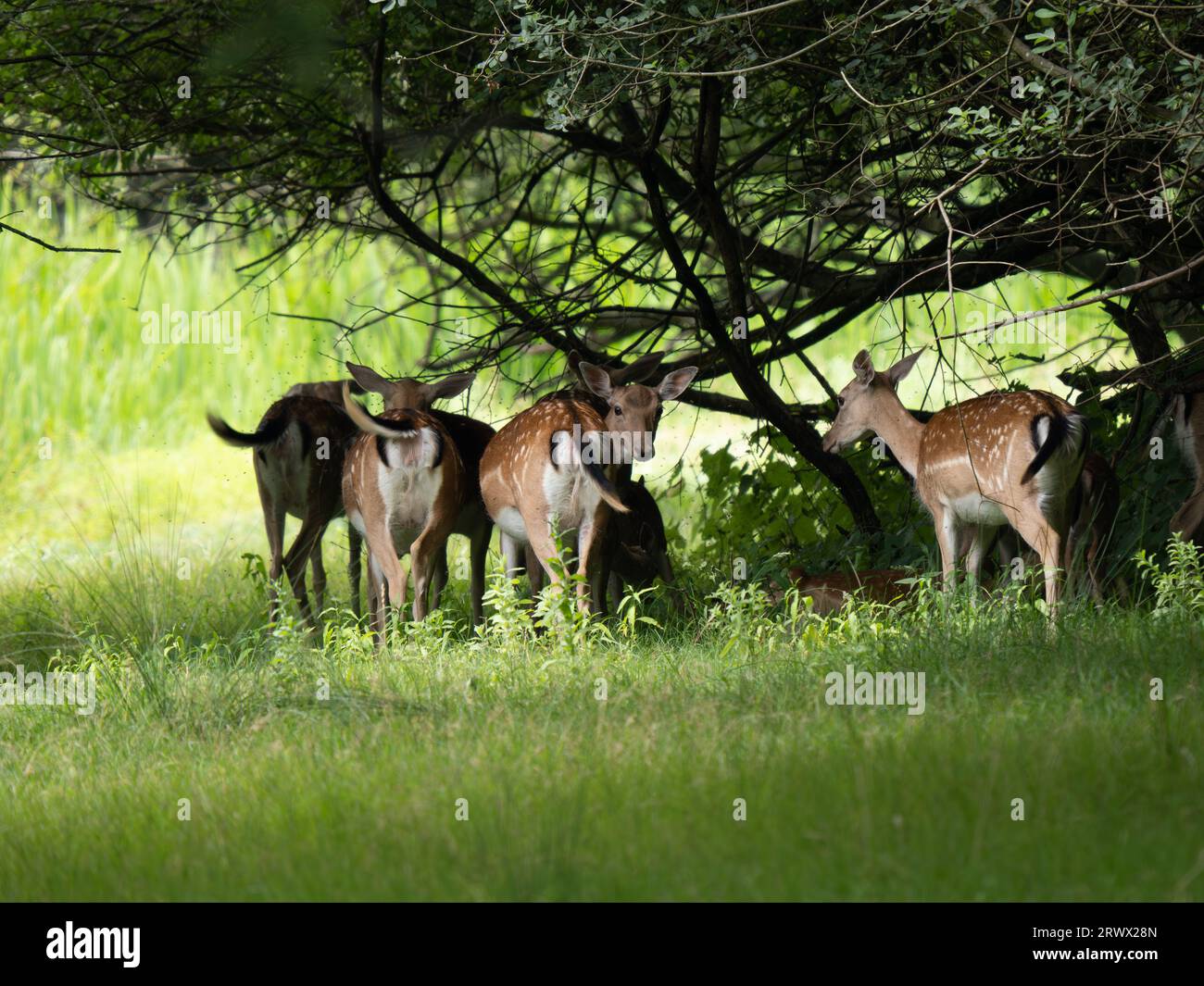 Fallow deer common herd hi-res stock photography and images - Alamy