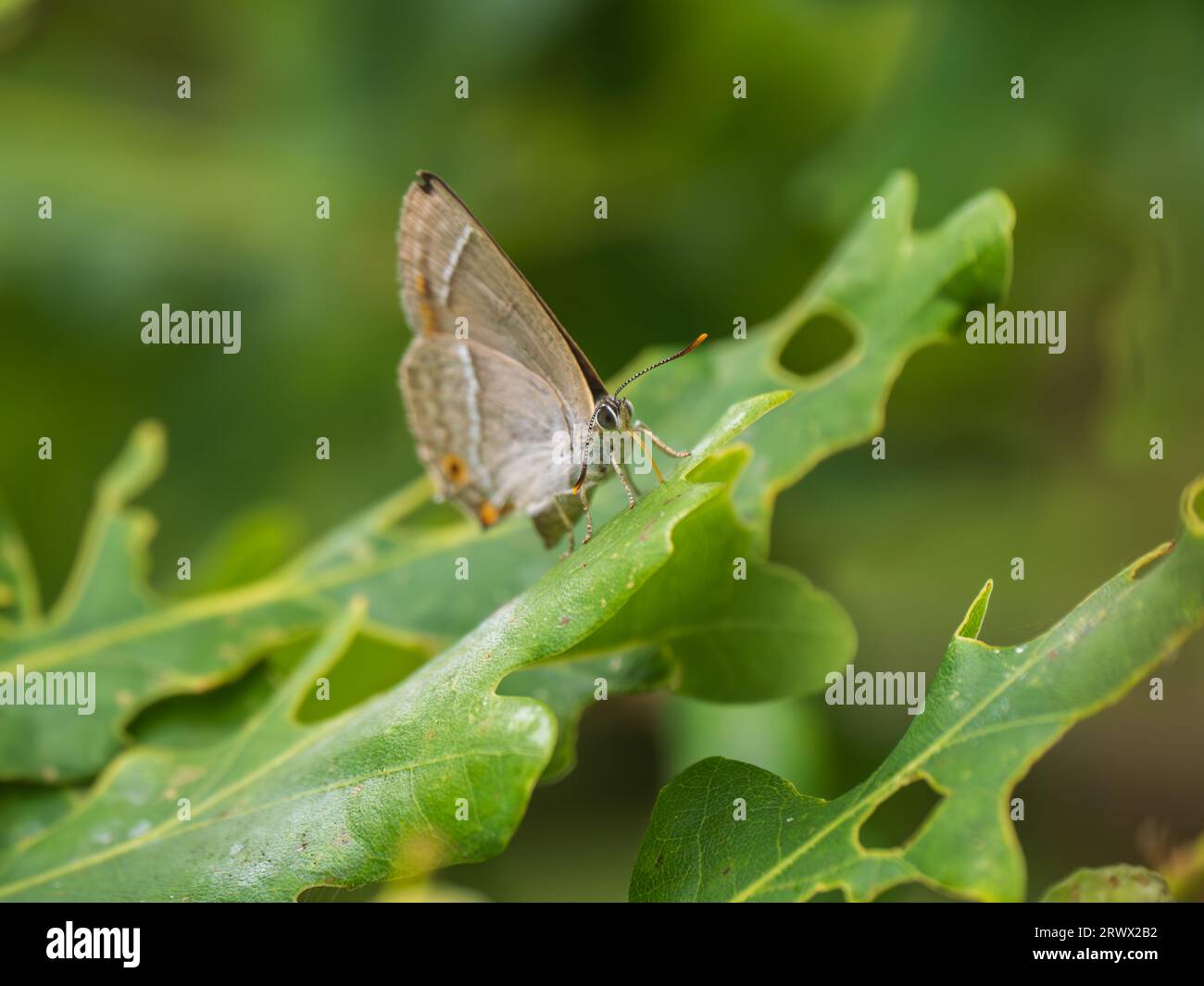Butterfly on oak tree hi-res stock photography and images - Alamy