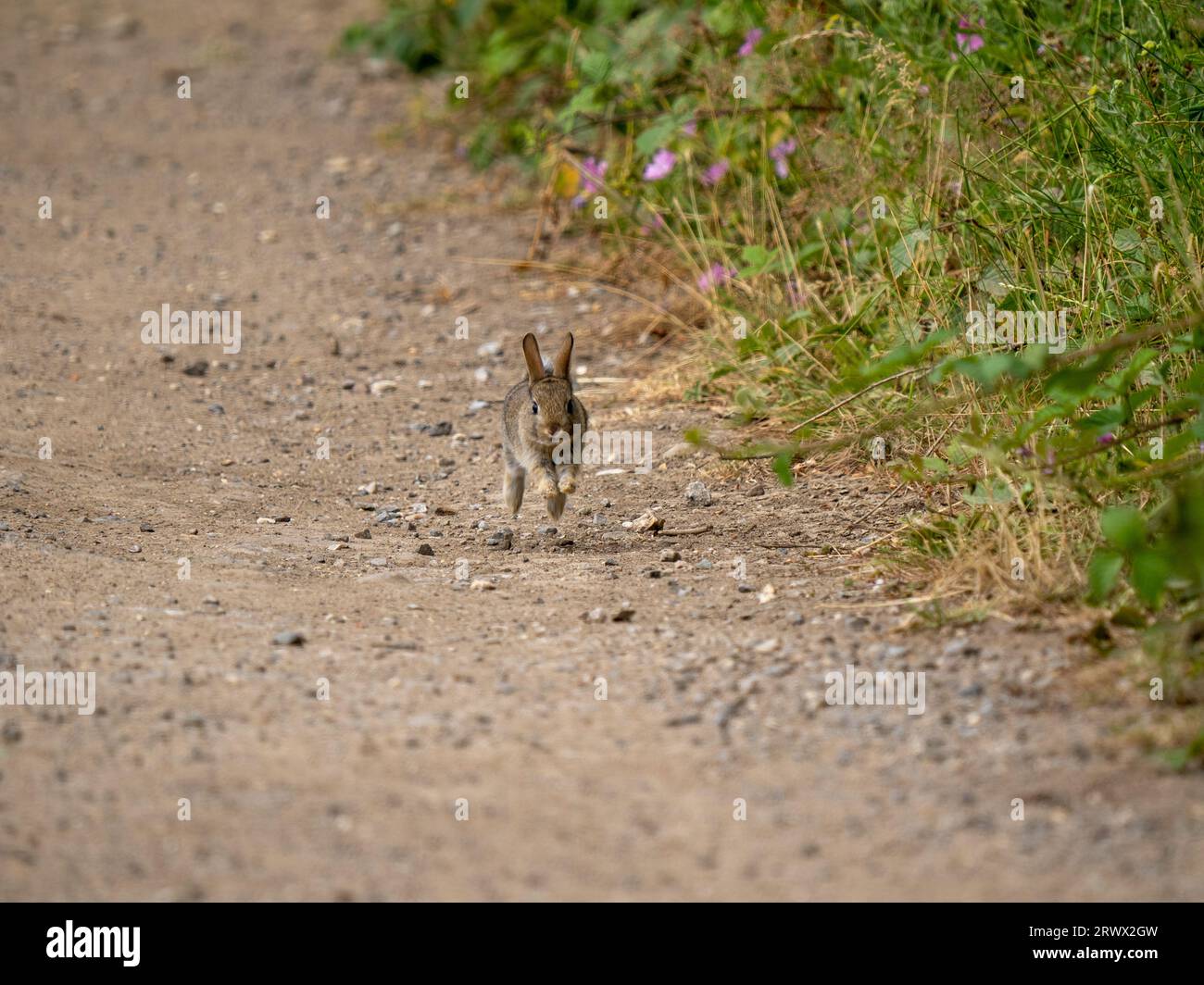 Eurasian rabbit uk hi-res stock photography and images - Alamy
