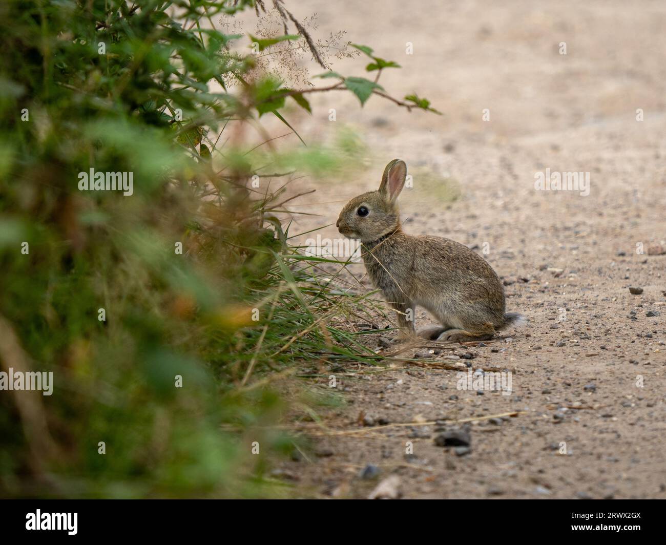 Eurasian rabbit uk hi-res stock photography and images - Alamy