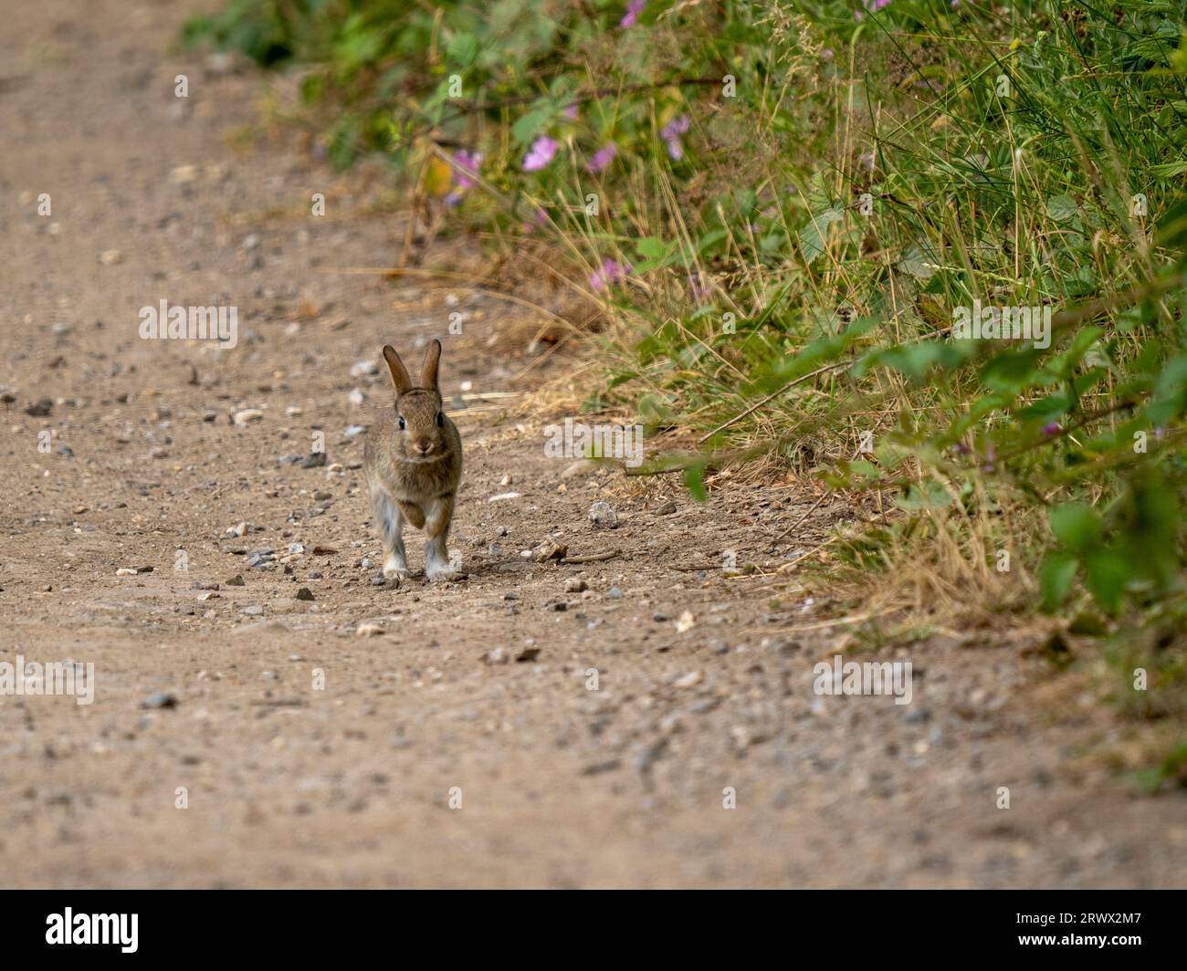 Eurasian rabbit hi-res stock photography and images - Alamy
