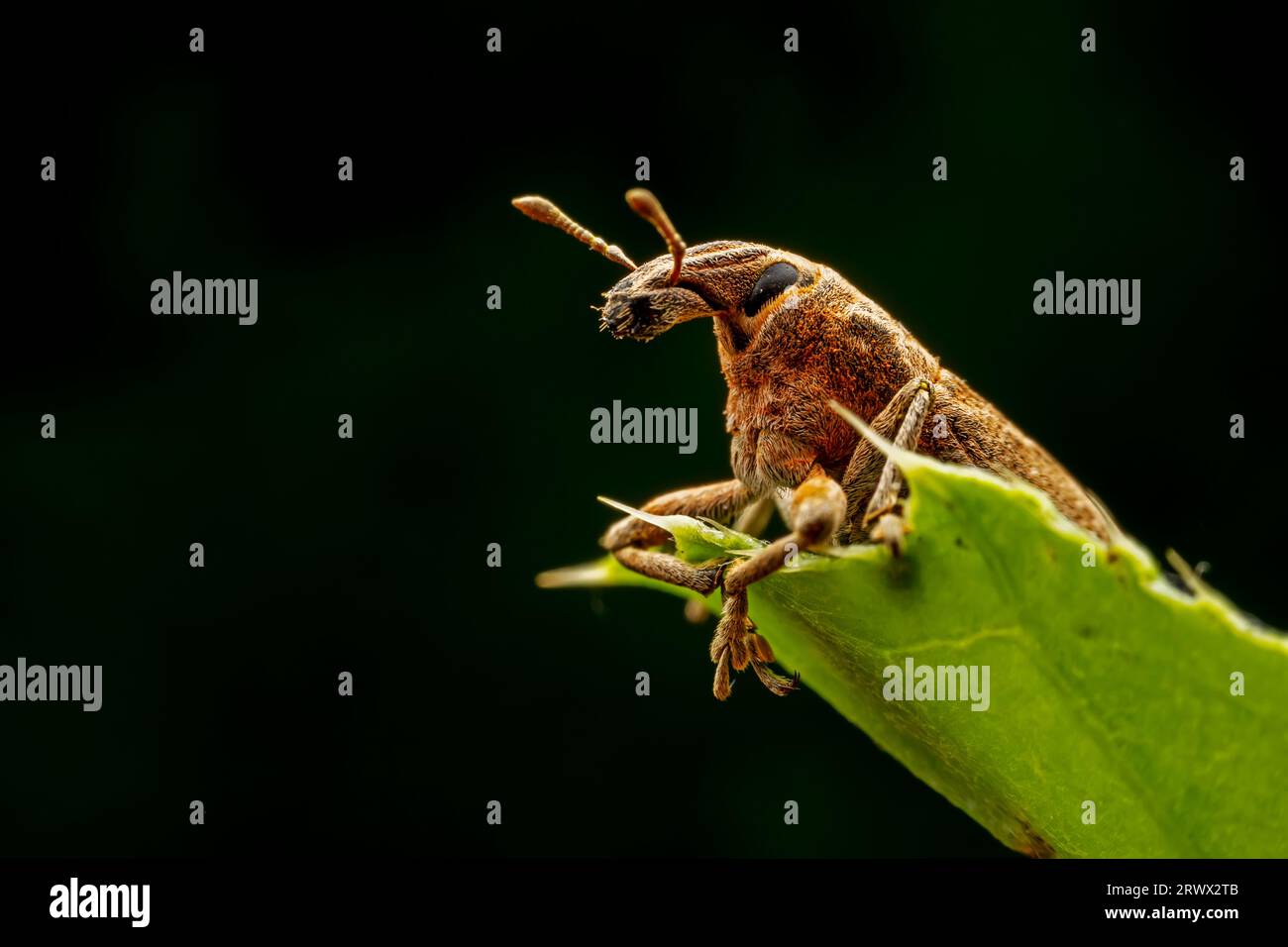 weevil inhabiting on the leaves of wild plants Stock Photo - Alamy