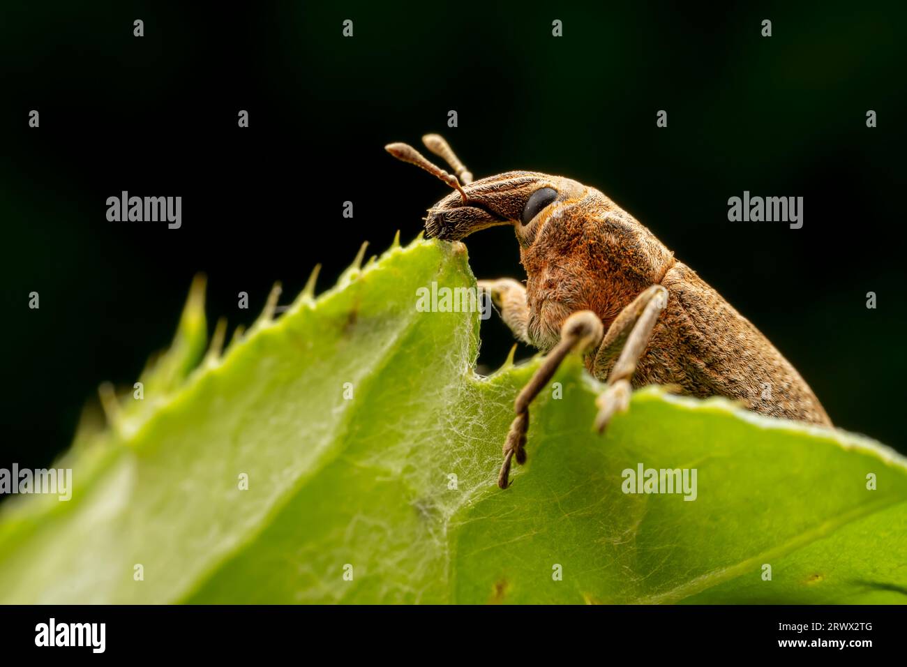 weevil inhabiting on the leaves of wild plants Stock Photo - Alamy
