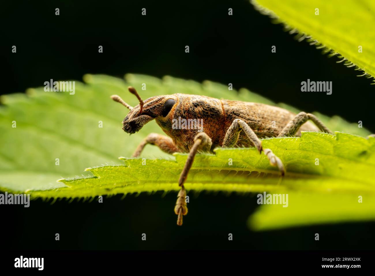 weevil inhabiting on the leaves of wild plants Stock Photo - Alamy