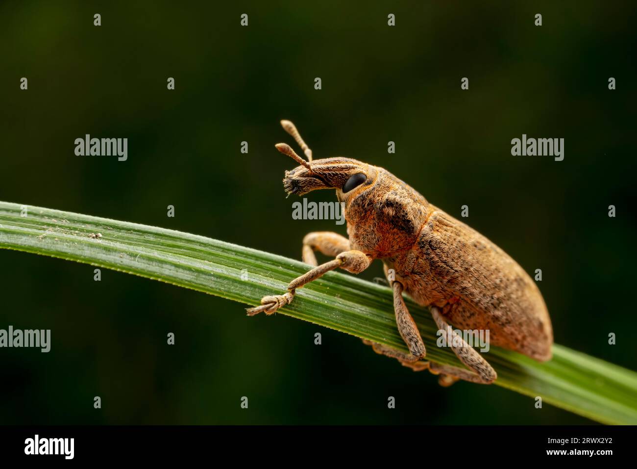 weevil inhabiting on the leaves of wild plants Stock Photo - Alamy