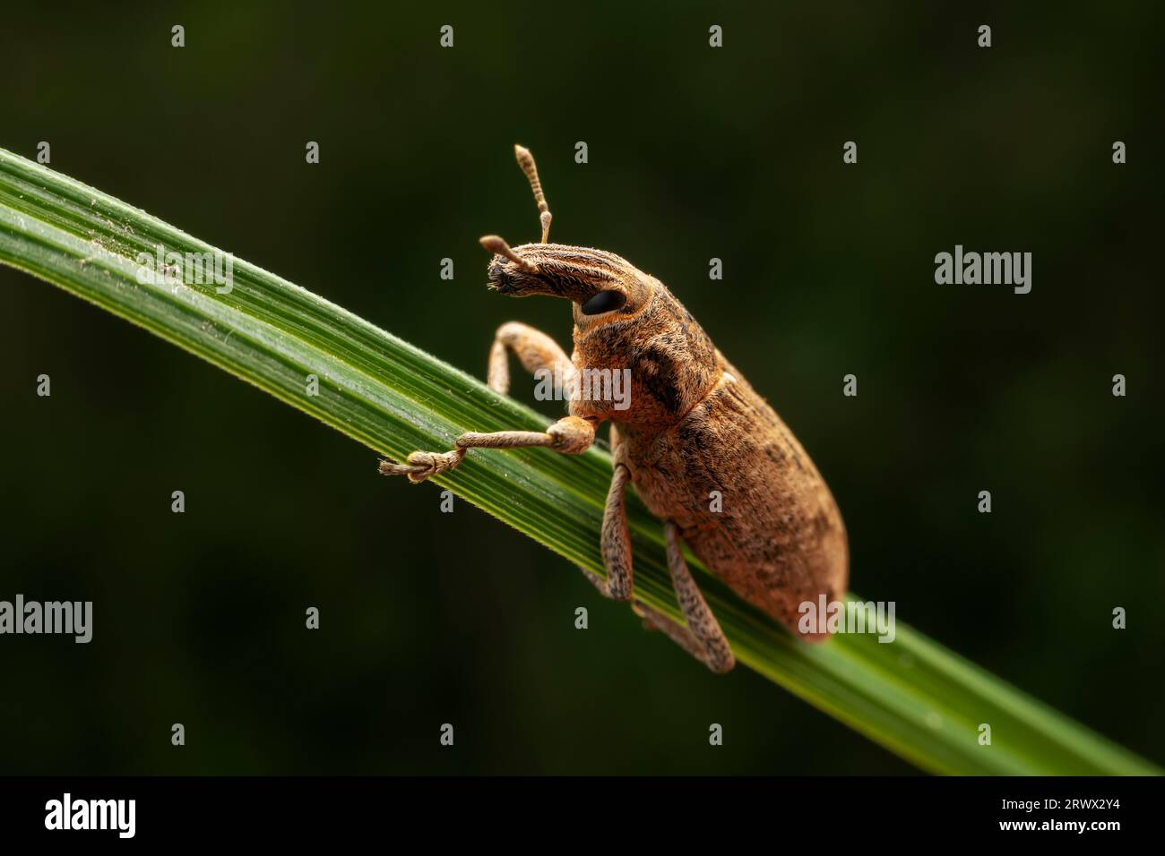 weevil inhabiting on the leaves of wild plants Stock Photo - Alamy