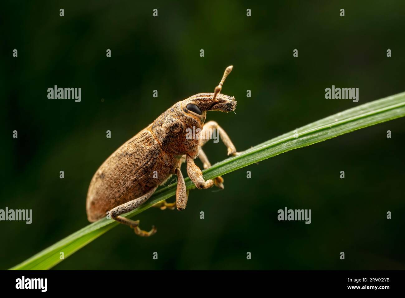 weevil inhabiting on the leaves of wild plants Stock Photo - Alamy