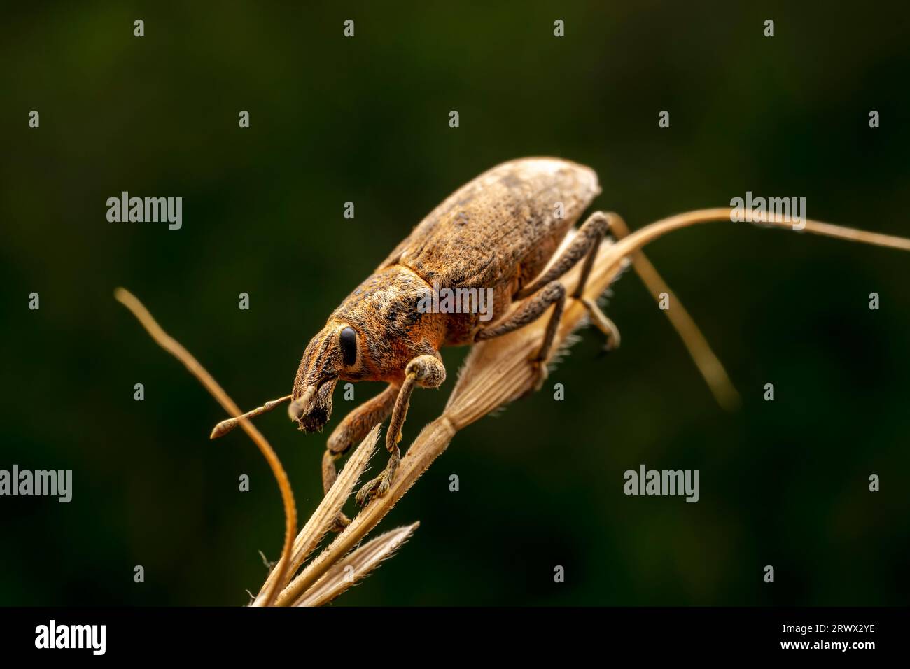 weevil inhabiting on the leaves of wild plants Stock Photo - Alamy